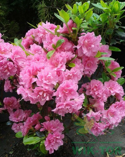 Azalia japońska różowa pełna - Ogrodniczy sklep internetowy WIK-TOR